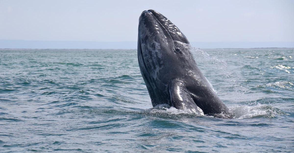 Walfang | Greenpeace