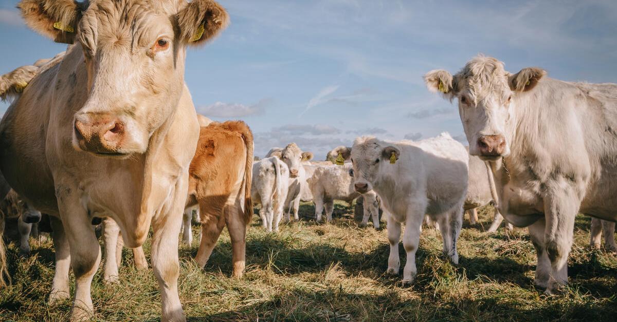 Tierhaltung - von Tierleid zu Tierwohl | Greenpeace