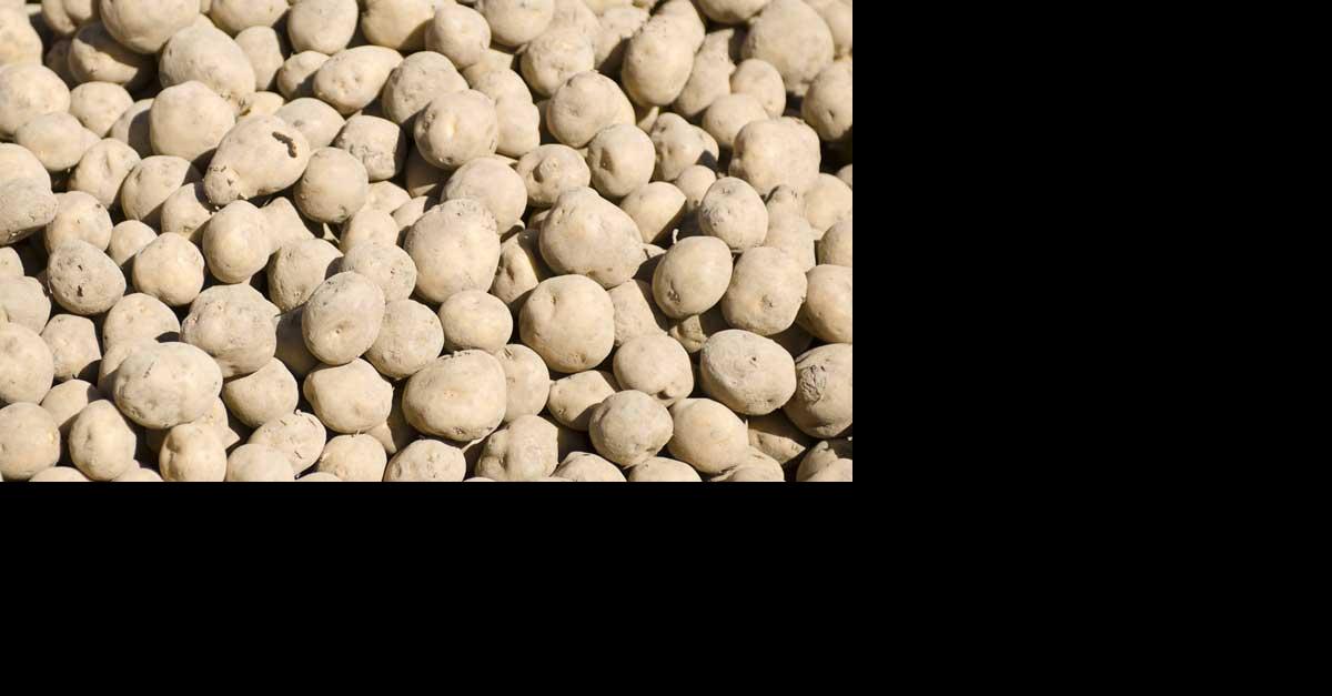 Vom Acker: Gen-Kartoffel Amflora unzulässig | Greenpeace