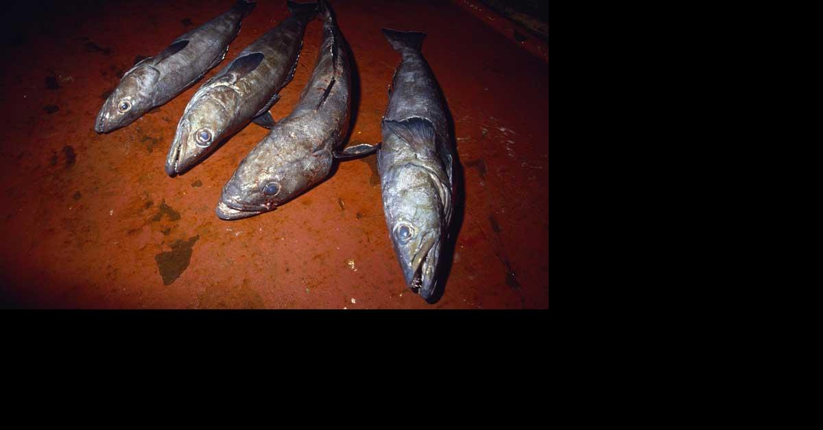 Schwarzer Seehecht - Schatz des Südpolarmeeres | Greenpeace